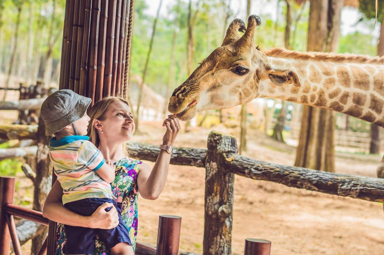 Cuál es el mejor Zoo de España en 2024: Guía para descubrirlo Cuál es el mejor Zoo de España en 2024: Guía para descubrirlo